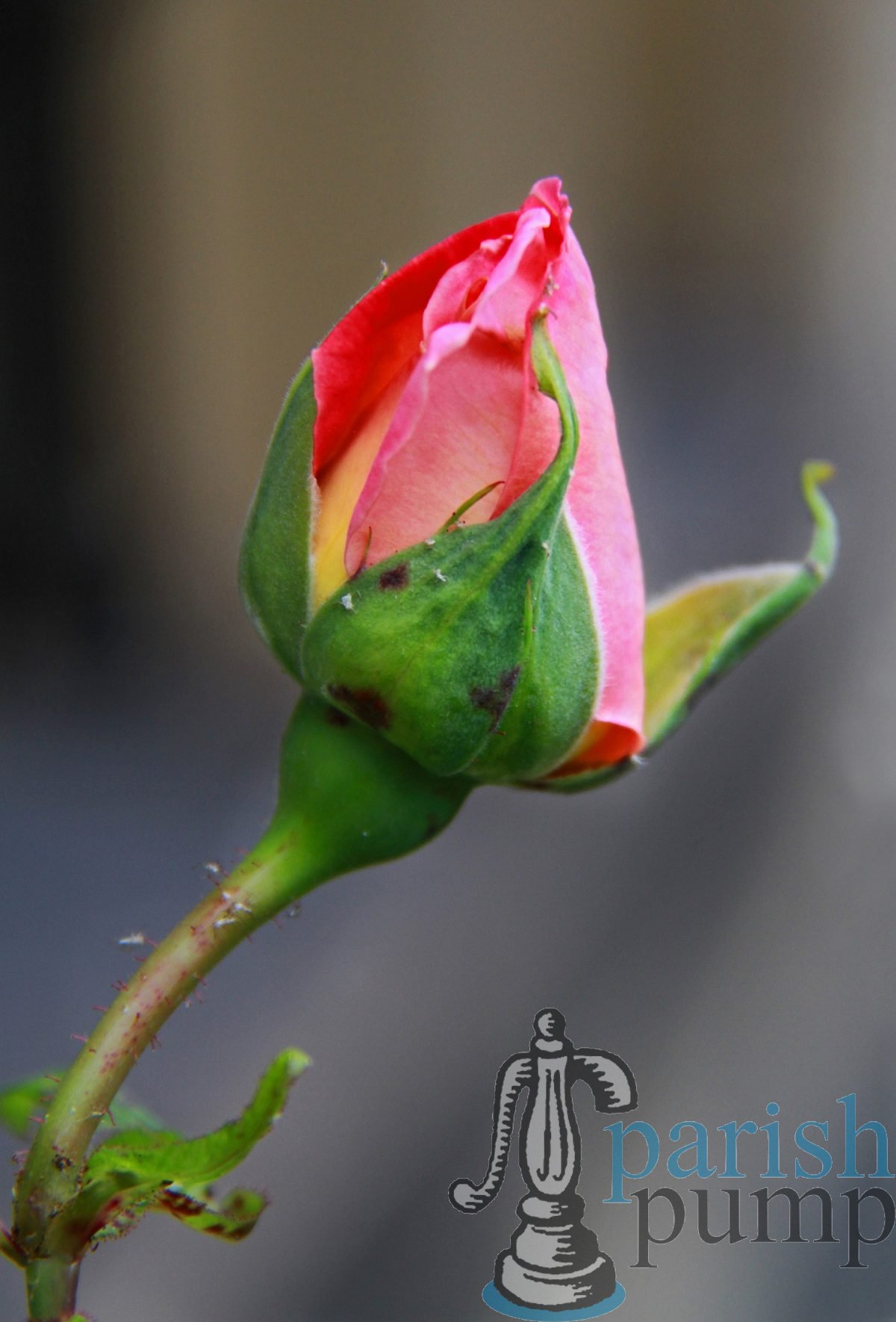 PP Cover – Rosebud – colour complete jul17 pj – Parish Pump Ltd