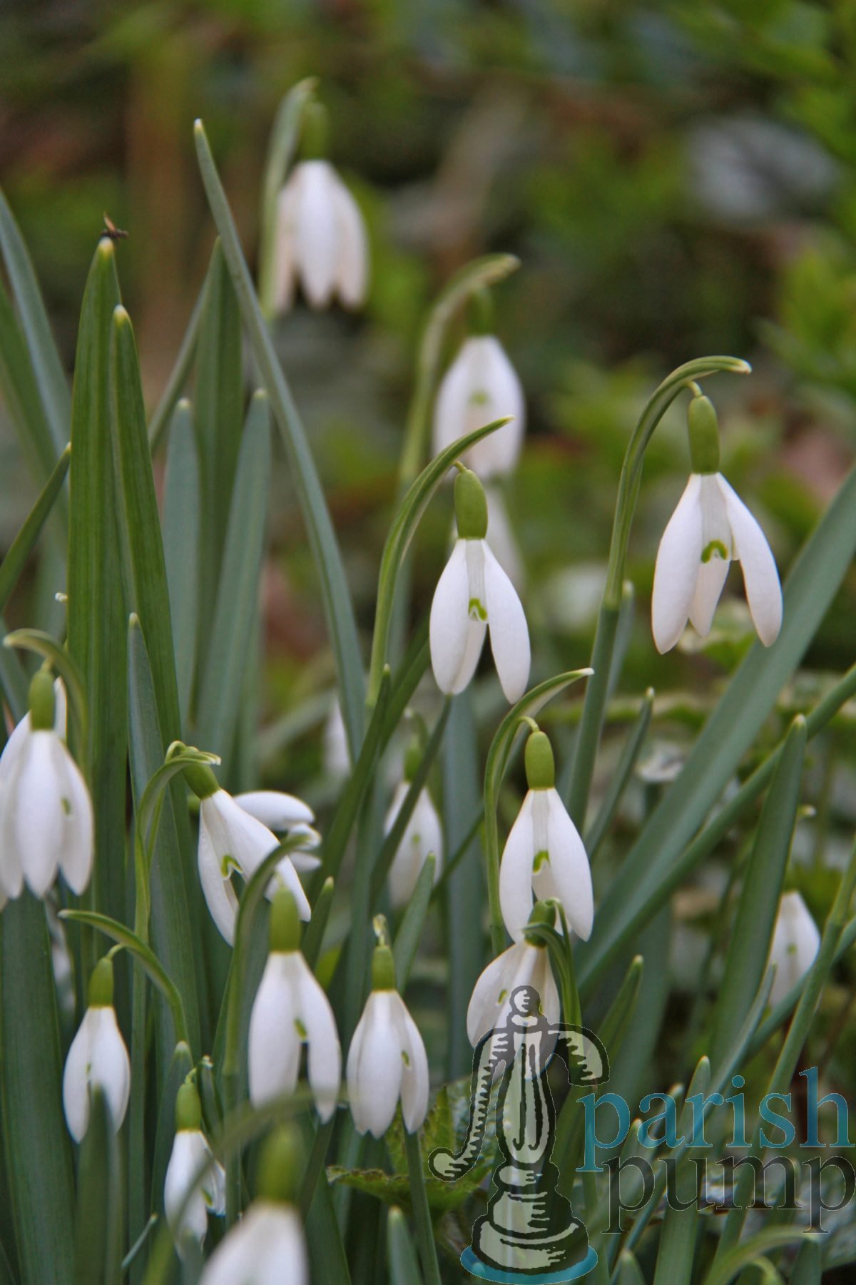 PP 2015-01 Cover 3 Snowdrops – colour complete – Parish Pump Ltd